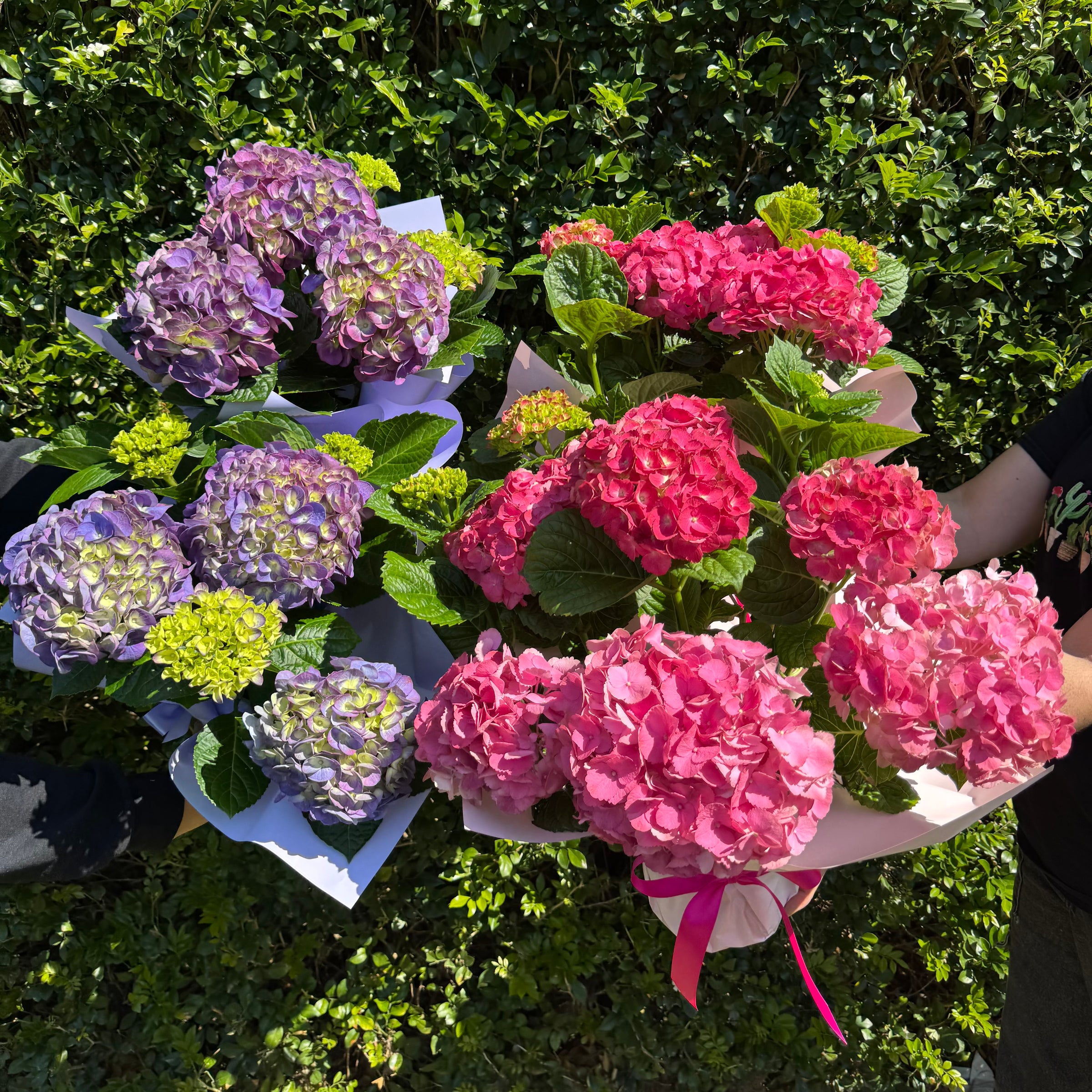 Plants - Brisbane | Northside Flower Market