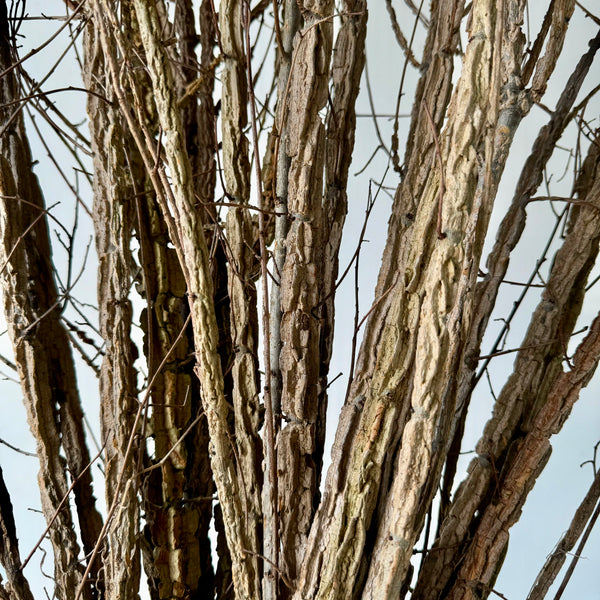 CORKED ELM BUNCH - Northside Flower Market