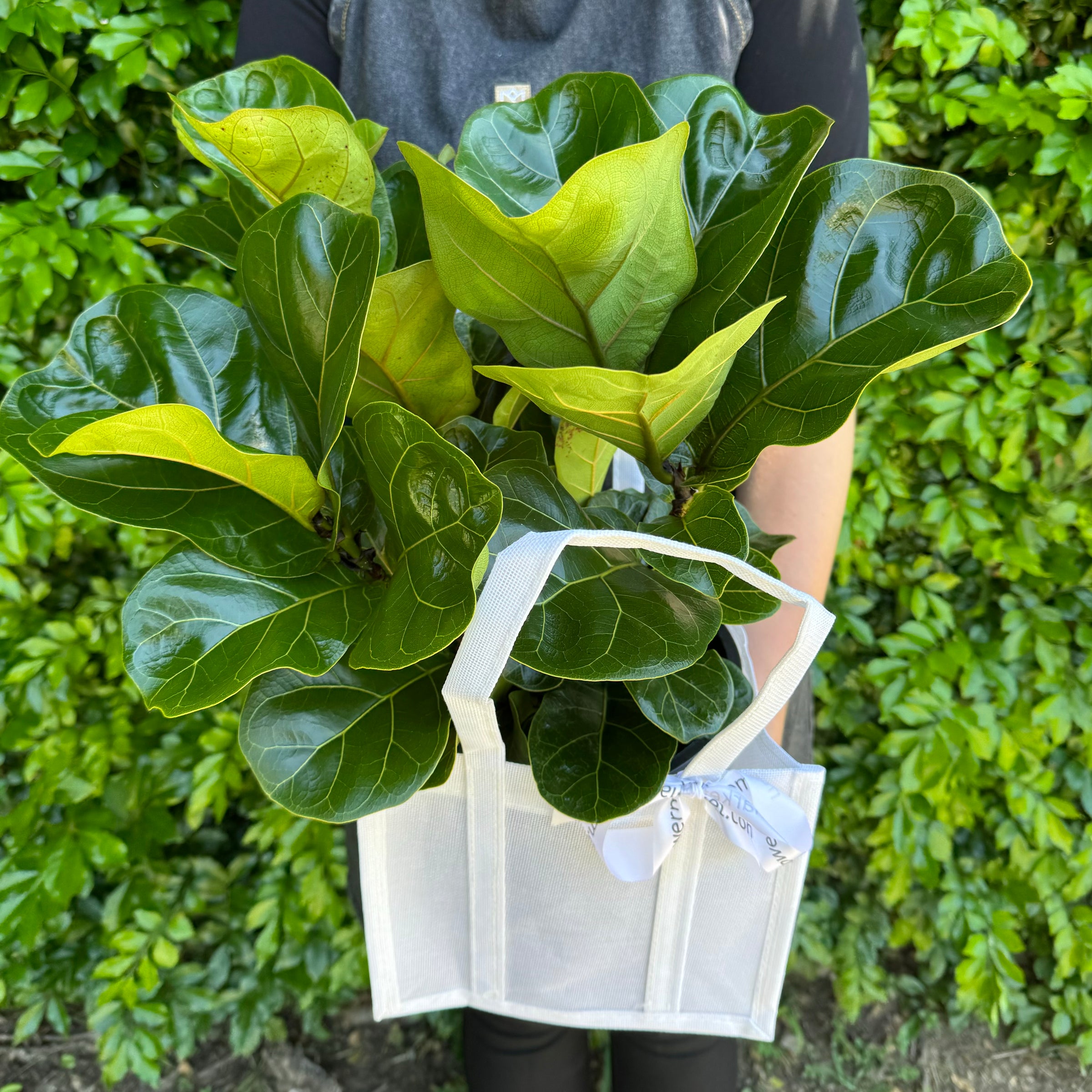 Plants - Brisbane | Northside Flower Market