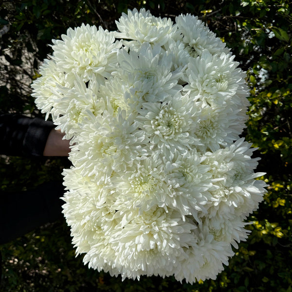 FUNERAL FLOWERS - SINGLE STEMS - Northside Flower Market