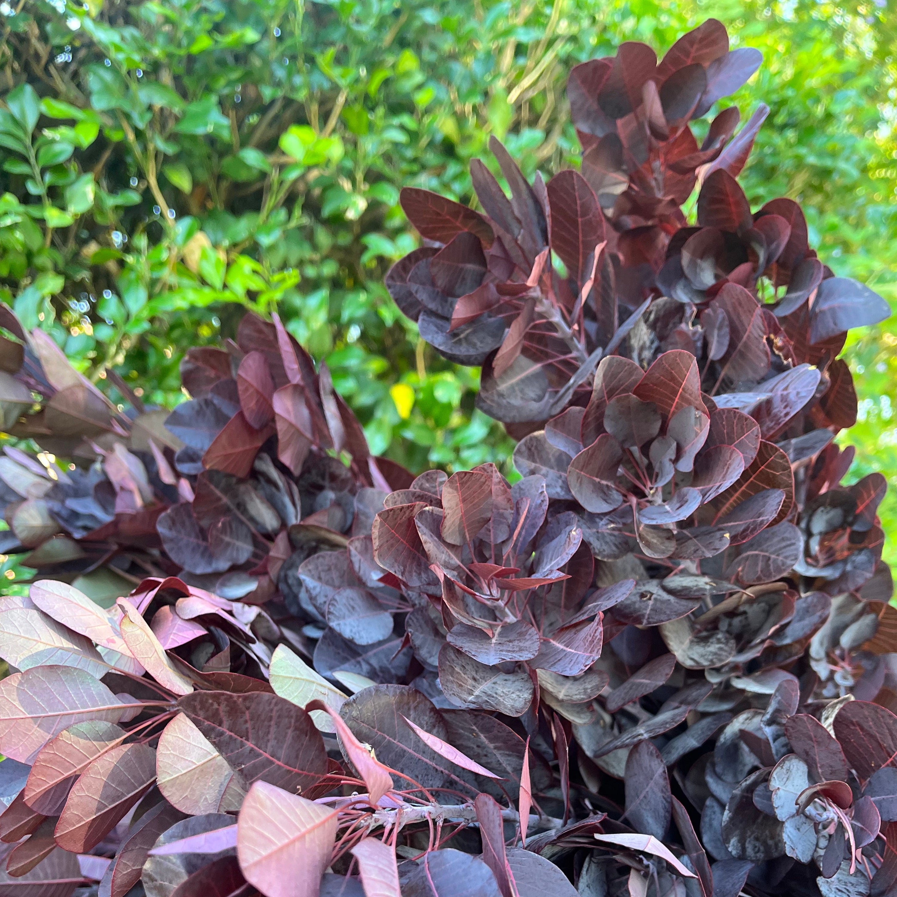 MIXED FOLIAGE BUNDLE - Northside Flower Market